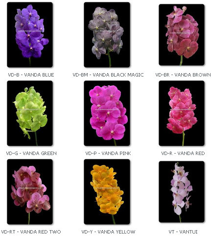 PRODUCT VANDA : - | Absolute Tropical Garden Co.,Ltd.