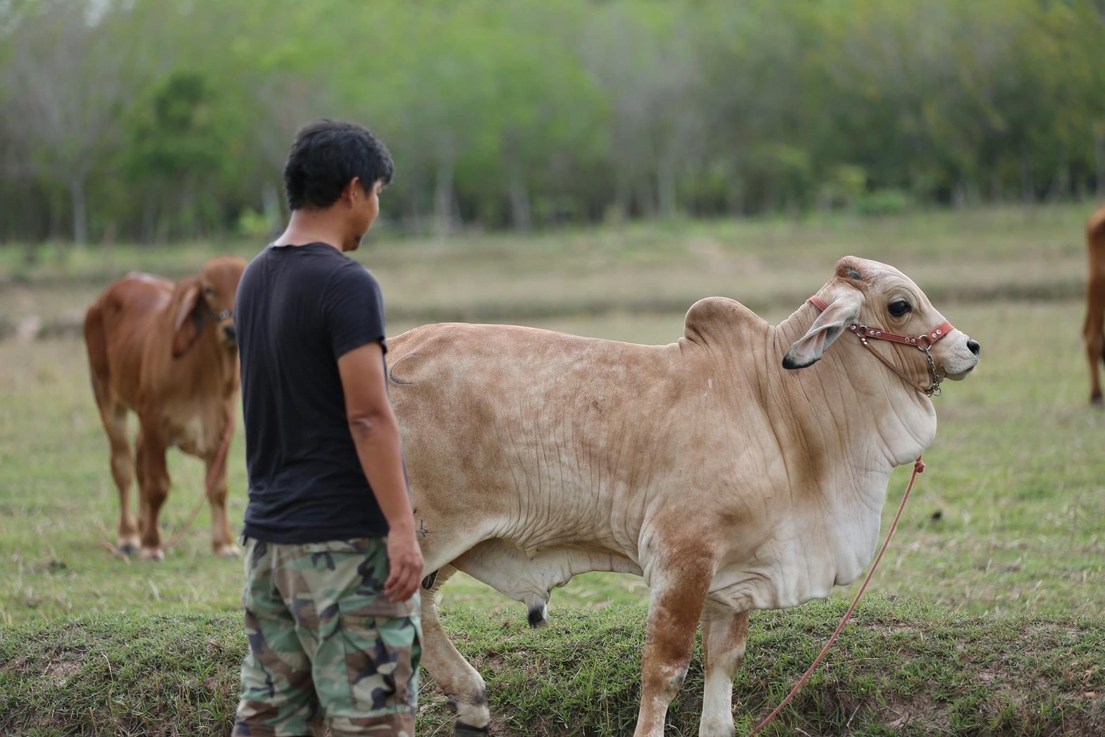PRODUCT ฟาร์มวัวอเมริกันบราห์มันเลือดร้อย สุรินทร์ : ภูรินทร์ฟาร์ม | POORIN FARM